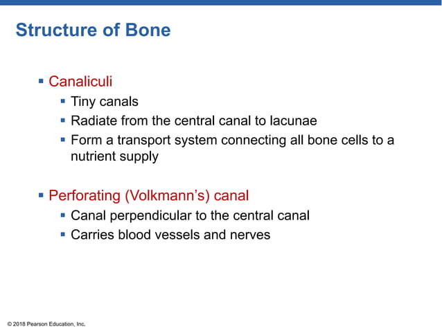 Anatomy and Physiology. CHAPTER 5 Skeletal System | PPT