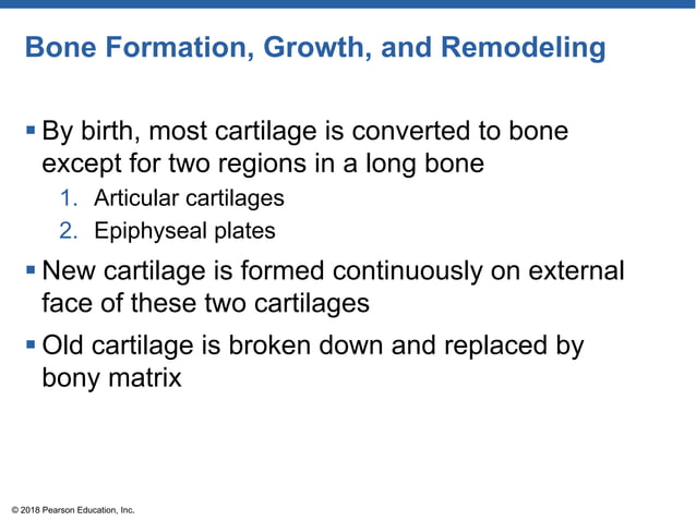 Anatomy and Physiology. CHAPTER 5 Skeletal System | PPT