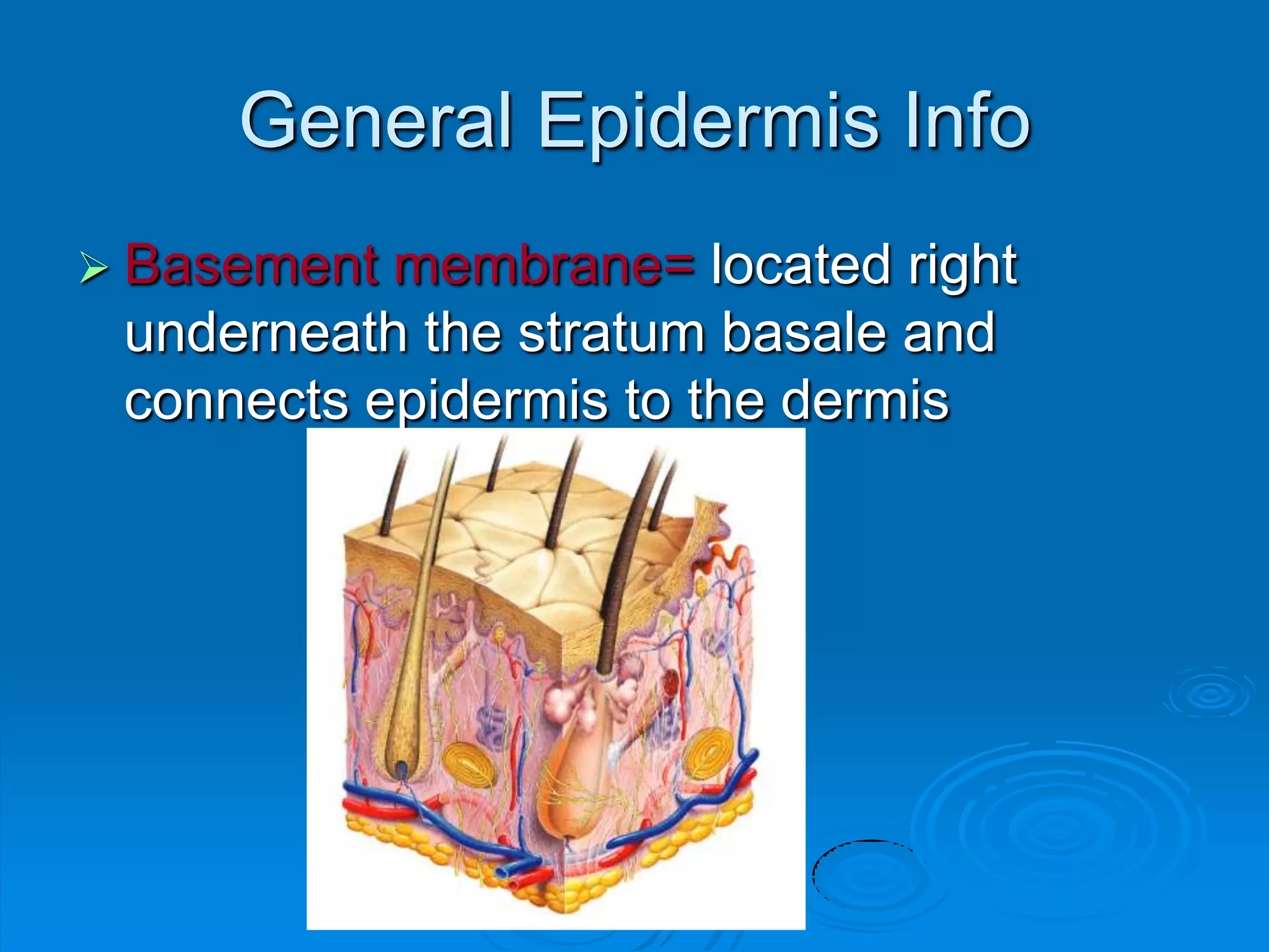 Integumentary System Notes | PPTX
