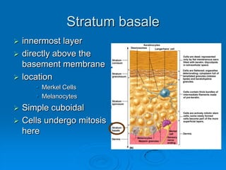 Integumentary System Notes | PPTX