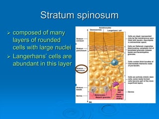 Integumentary System Notes | PPTX
