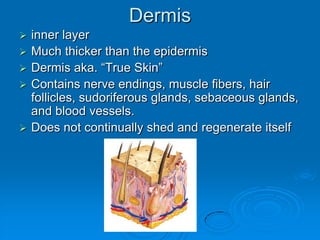 Integumentary System Notes | PPTX