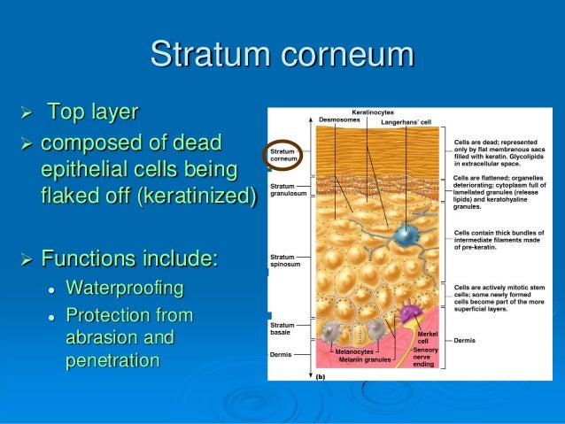 Integumentary System Notes