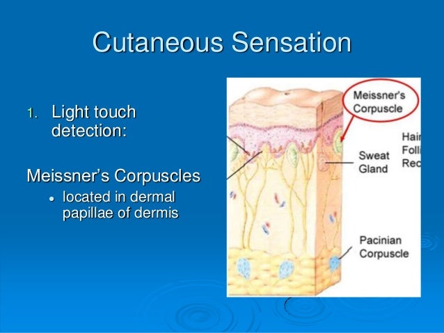Integumentary System Notes