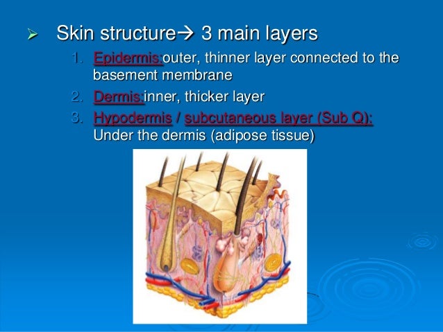 Integumentary System Powerpoint Lesson And Notes Skin