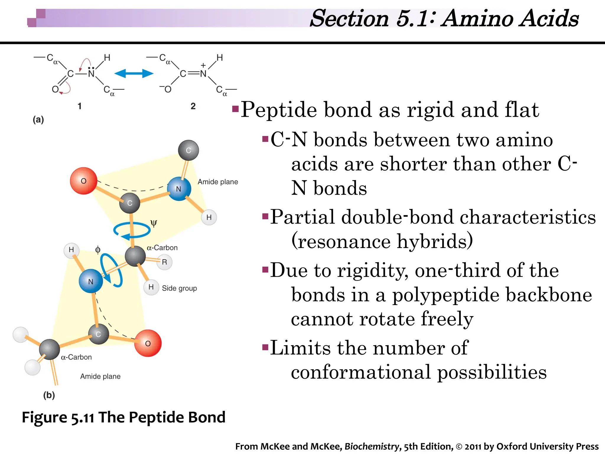 Peptides and classification of peptides Slides.pdf