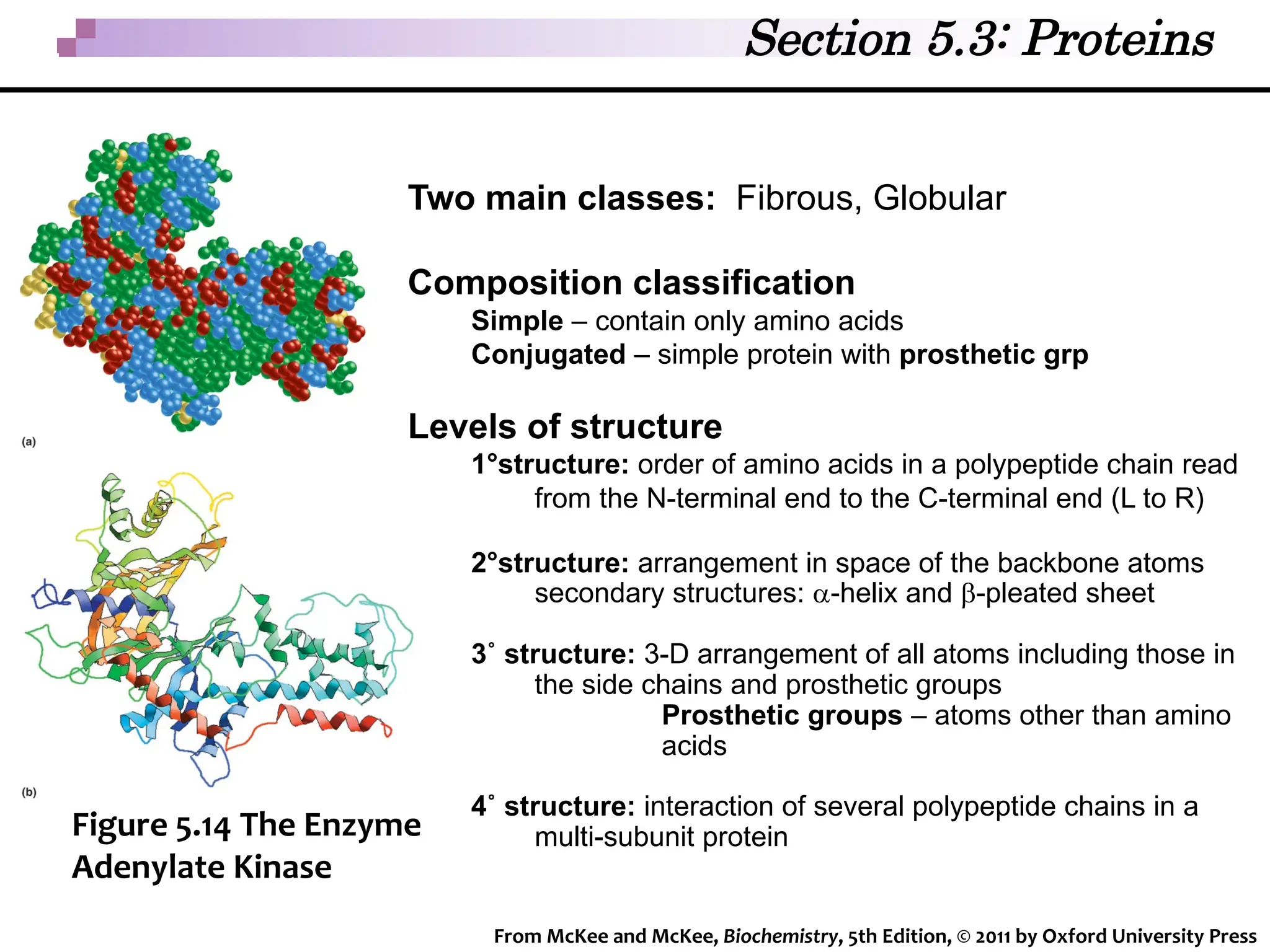 Peptides and classification of peptides Slides.pdf