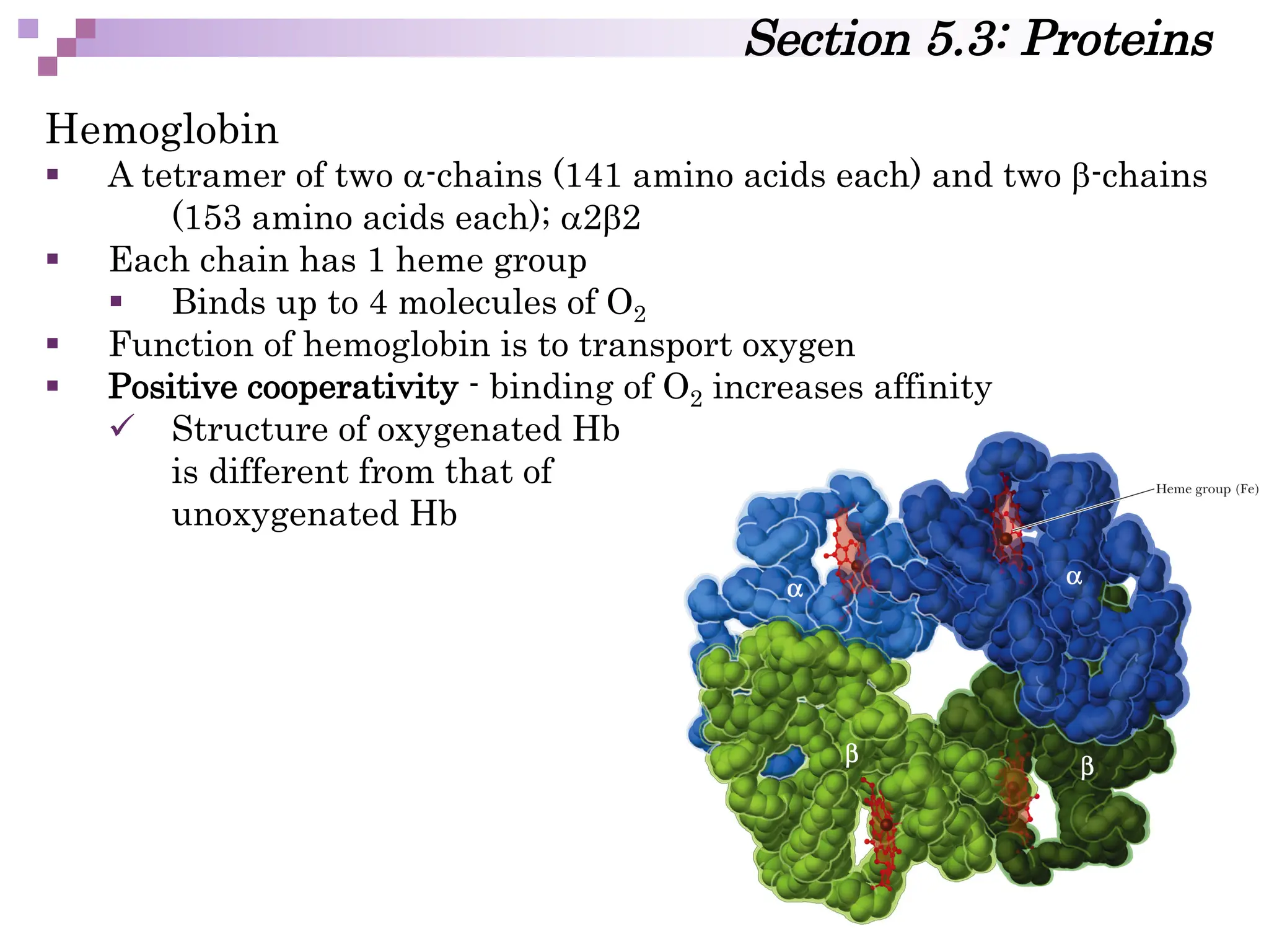 Peptides and classification of peptides Slides.pdf