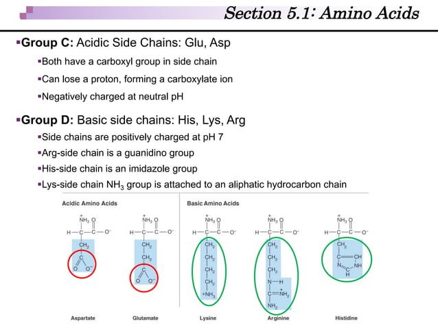 Peptides and classification of peptides Slides.pdf