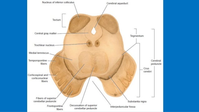 Locus Coeruleus Cross Section Frontiers | Neuromodulation And A