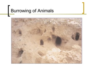 Chapter 5 the force of geology 1 meeting | PPT