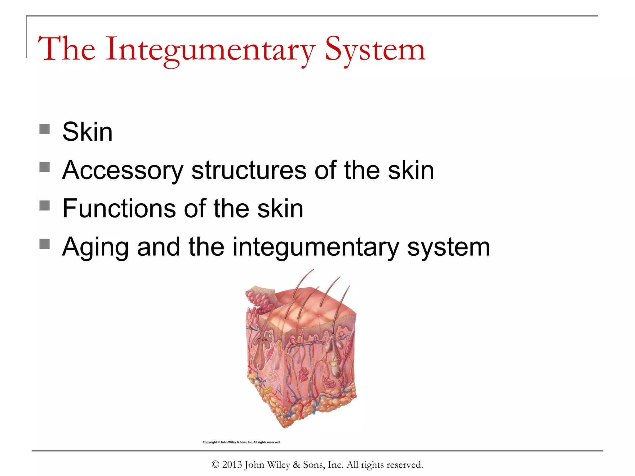 Chapter 5 the integumentary system | PPT
