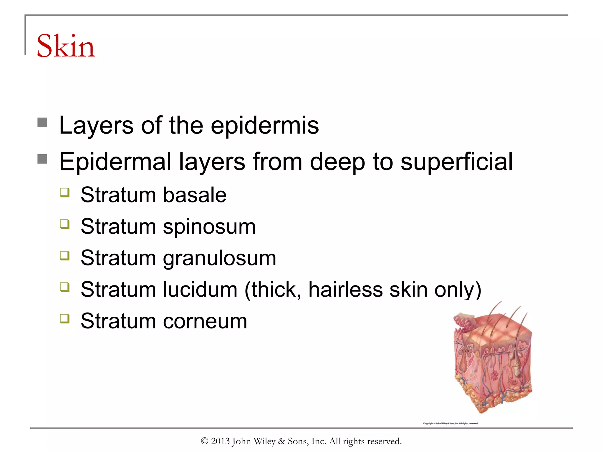 Chapter 5 the integumentary system | PPT