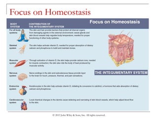 Chapter 5 the integumentary system | PPT
