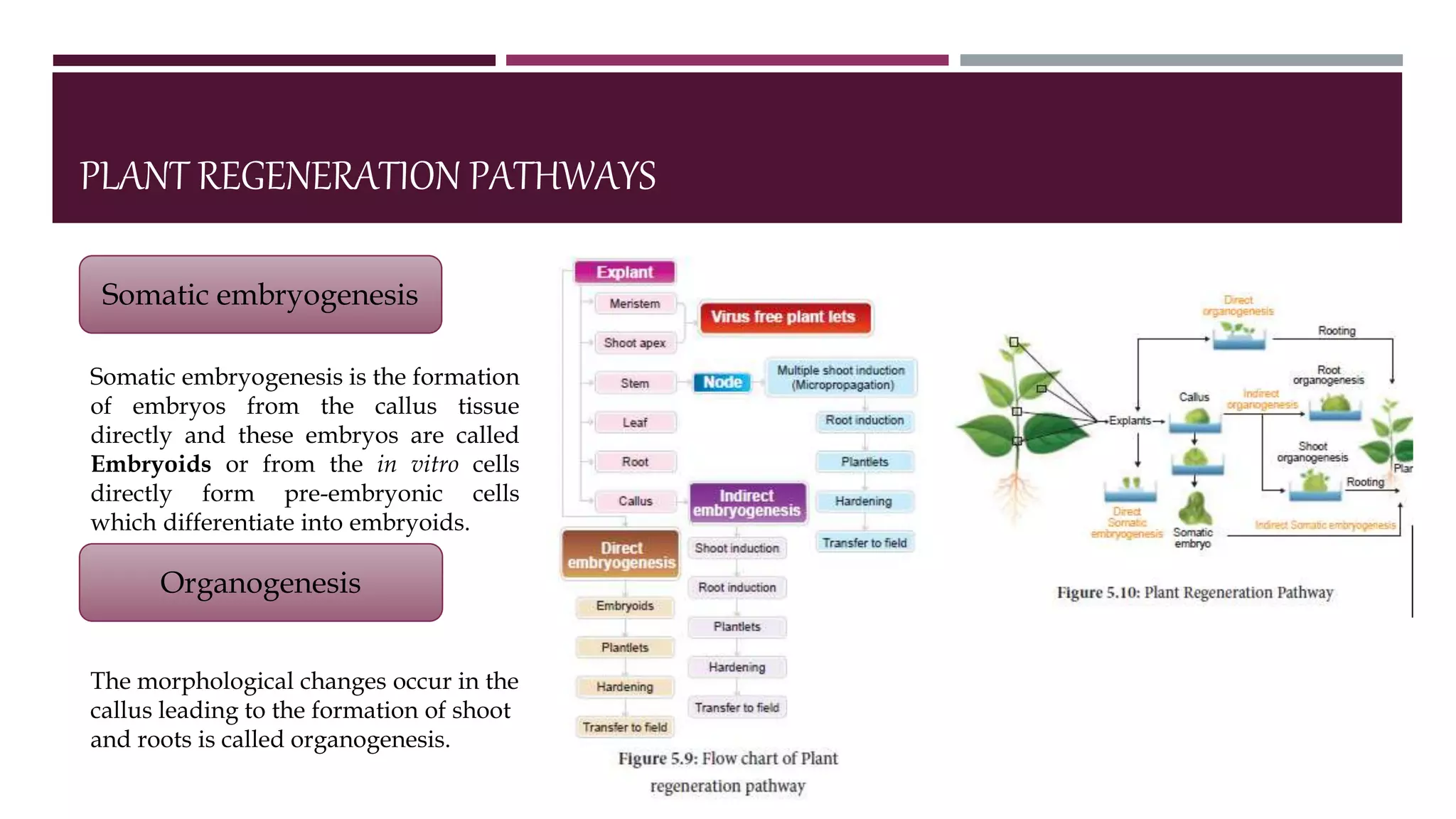 Chapter 5 tissue culture | PPTX