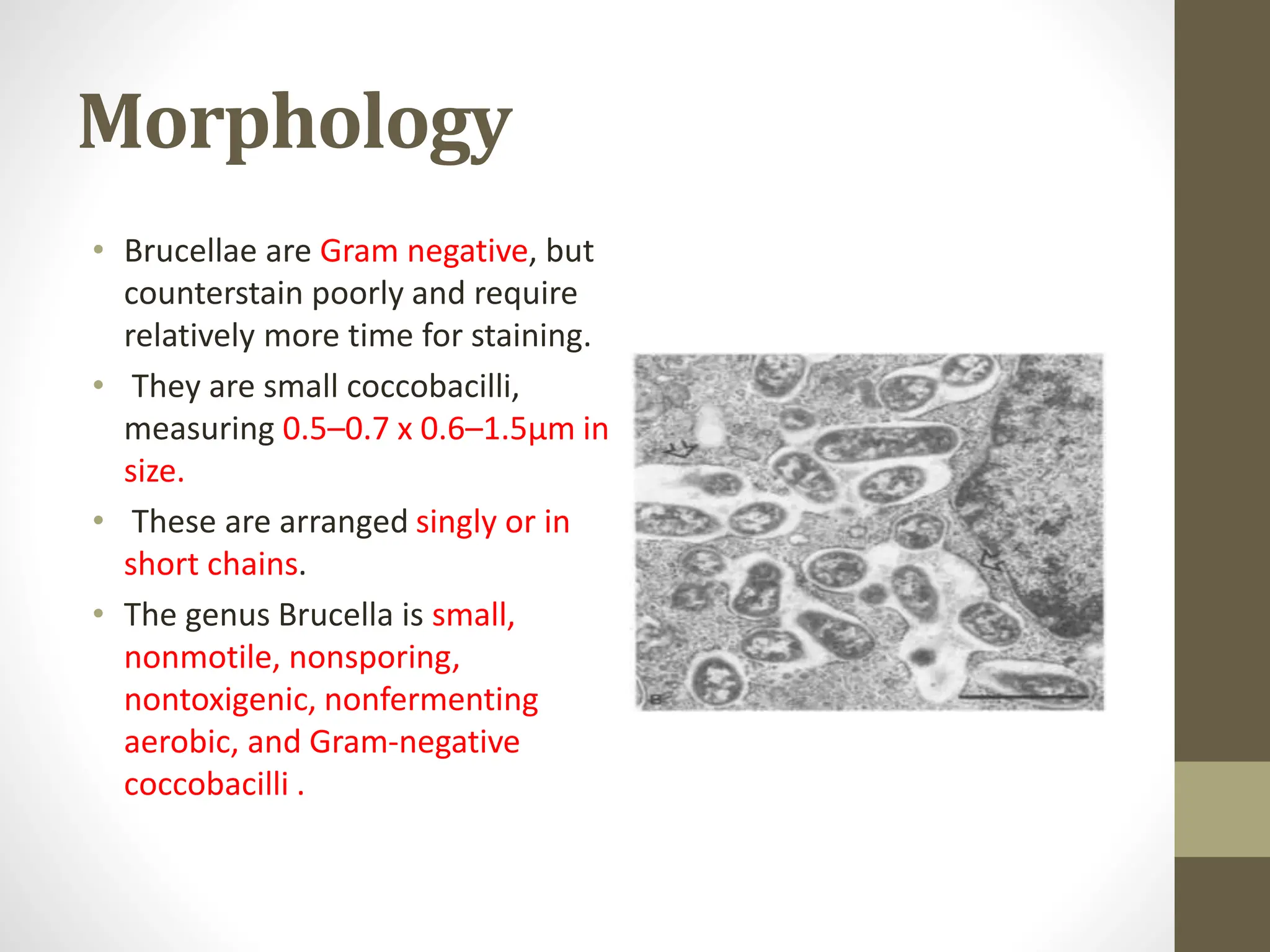 BRUCELLA (Gram negative bacteria) zoonotic infection | PPTX
