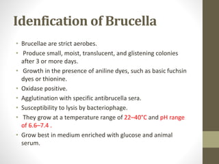 BRUCELLA (Gram negative bacteria) zoonotic infection | PPTX