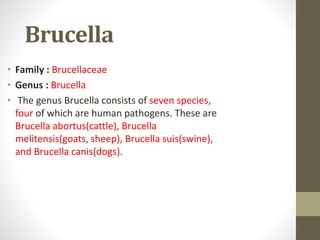 BRUCELLA (Gram negative bacteria) zoonotic infection | PPTX