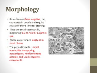 BRUCELLA (Gram negative bacteria) zoonotic infection | PPTX