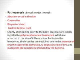 BRUCELLA (Gram negative bacteria) zoonotic infection | PPTX