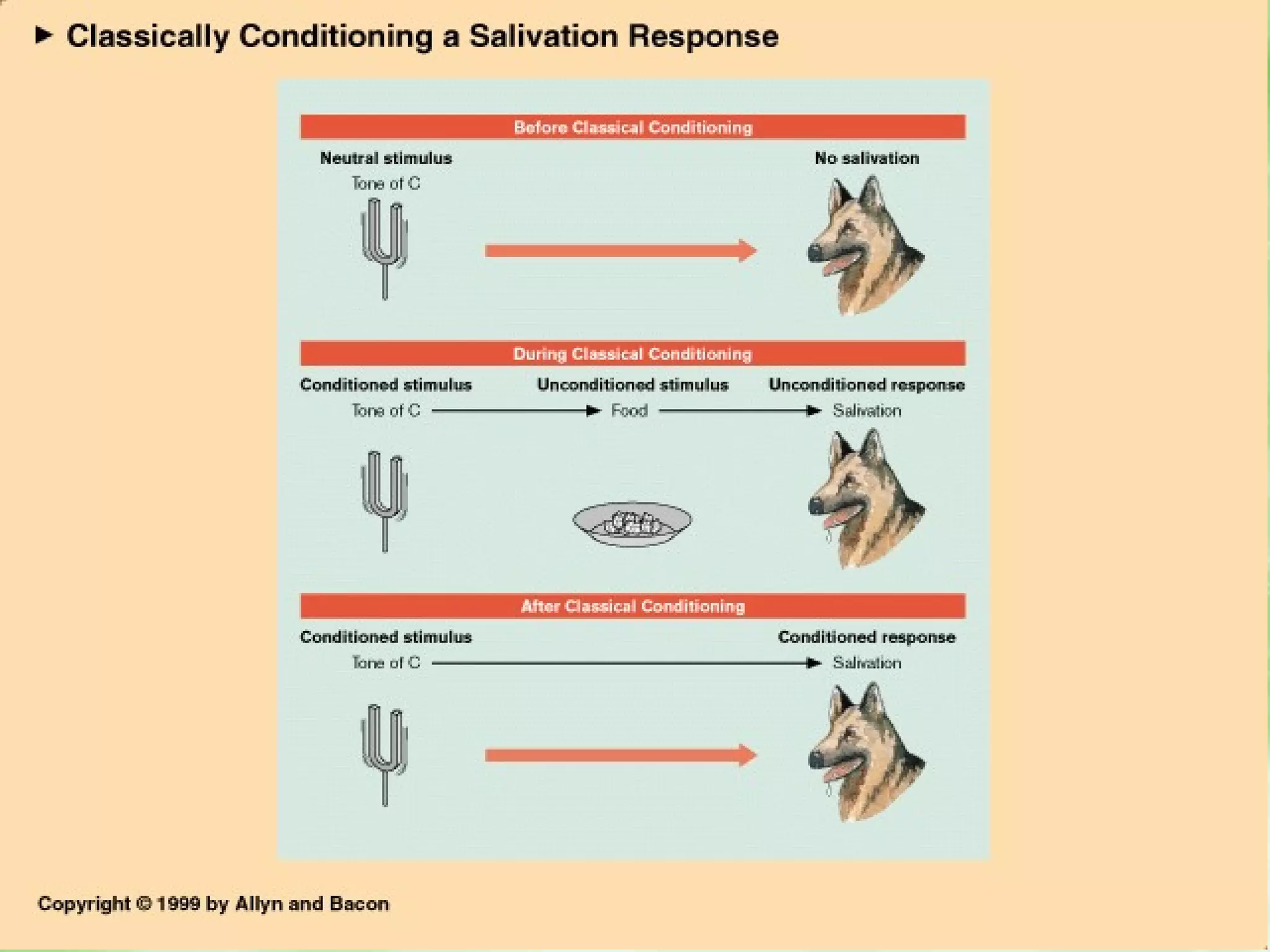 Chapter5woodpowerpoint 090918015012-phpapp01 | PPT | Dogs | Pets