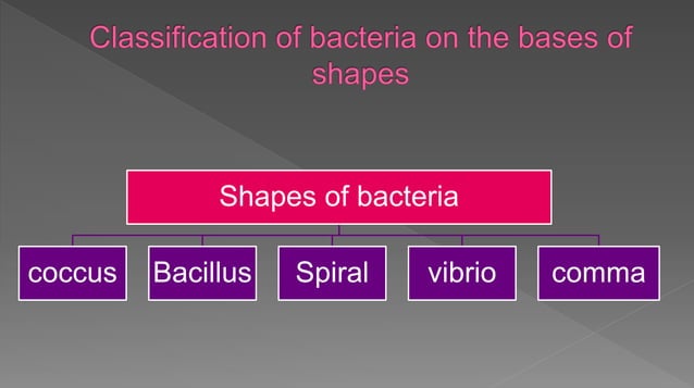 KINGDOM MONERA | PPT