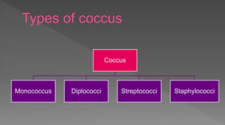 KINGDOM MONERA | PPT