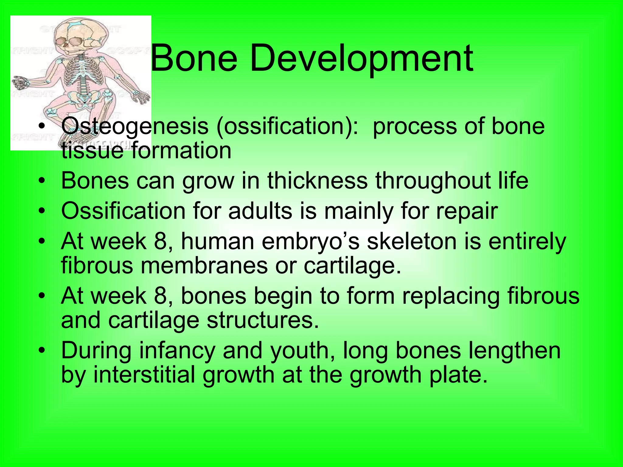 The Skeletal System - Chapter 6 | PPT | Death, Injury, or Military ...
