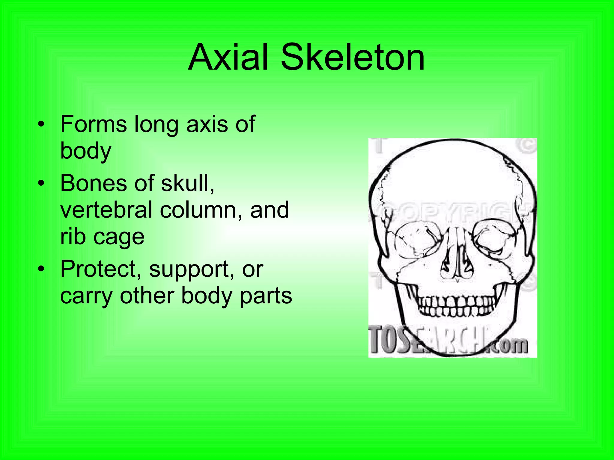 The Skeletal System - Chapter 6 | PPT | Death, Injury, or Military Conflict | Sensitive Topics
