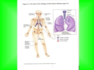 The Skeletal System - Chapter 6 | PPT | Death, Injury, or Military Conflict | Sensitive Topics