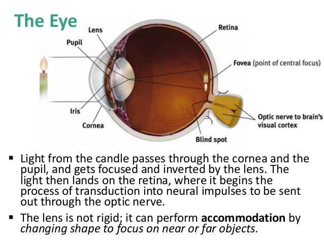 PSY 150 403 CHAPTER 6 SLIDES