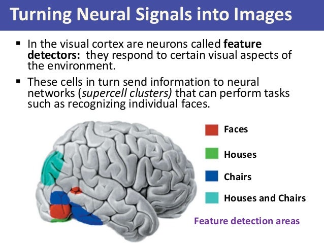 Feature Detectors Psychology Solved Question 181 PtsSpecialized