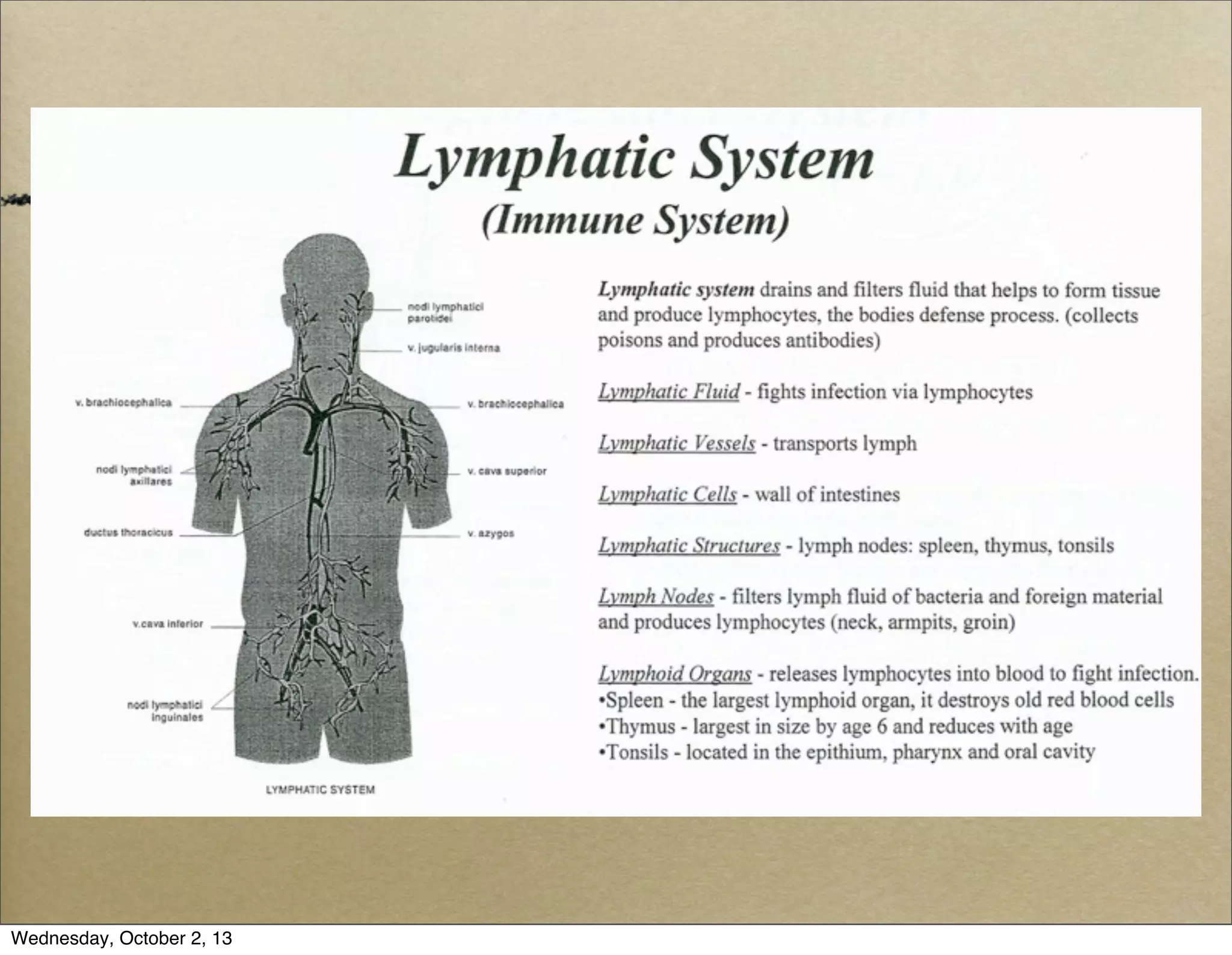Chapter 6: Lymph, Lymph Node and Lymphocyte | PDF | Biological Sciences ...