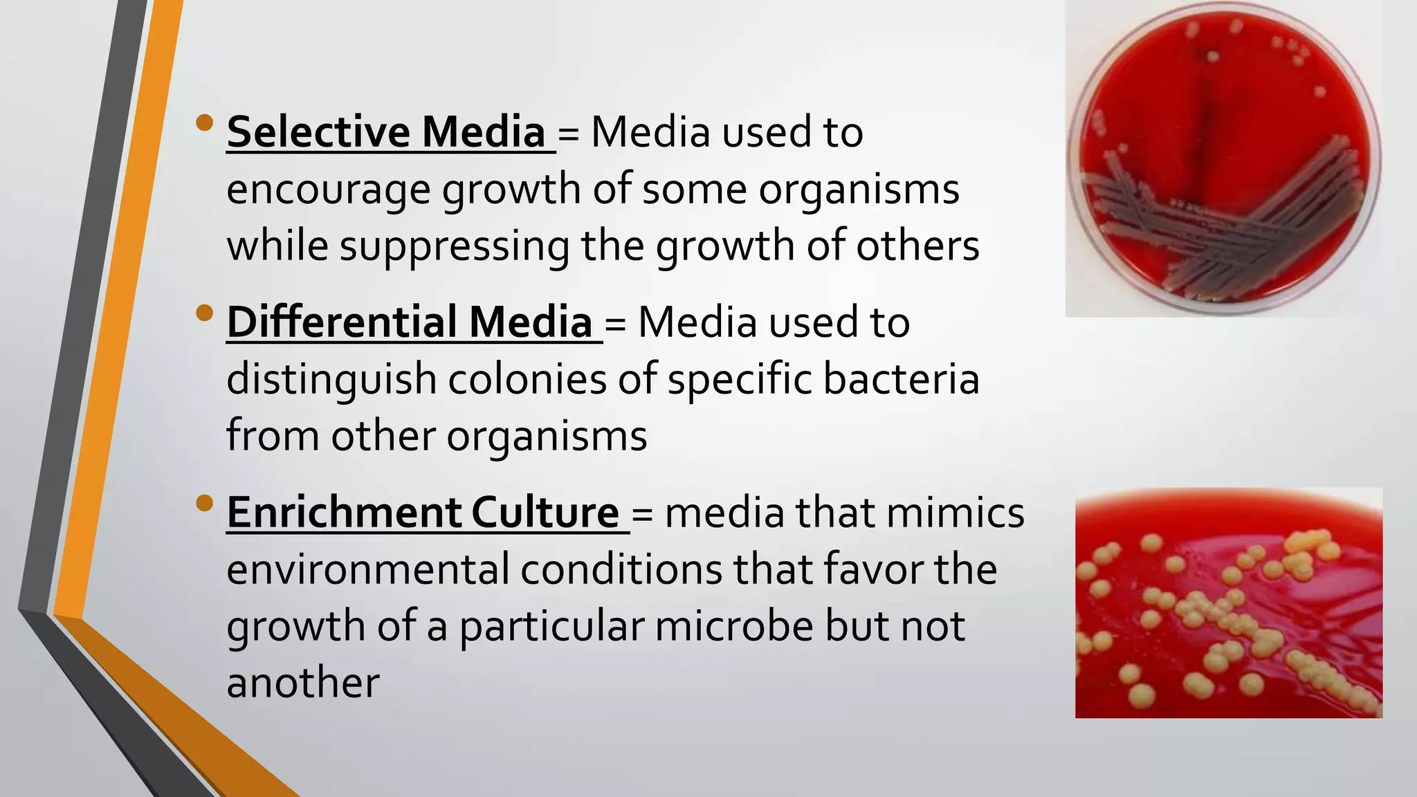 Microbial Growth | PPTX