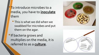 Microbial Growth | PPTX
