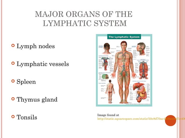 Chapter 6 - Lymphatic and Immune System | PPT