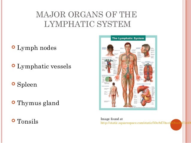 Lymphatic System Organs