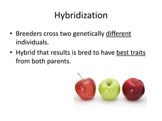 Chapter 6.3 modern genetics | PPTX