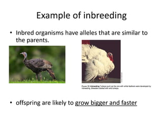 Chapter 6.3 modern genetics | PPT