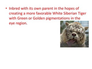 Chapter 6.3 modern genetics | PPT