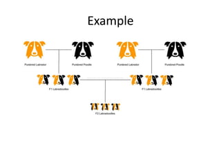 Chapter 6.3 modern genetics | PPTX