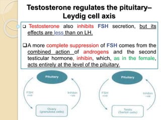 Testicular hormones | PPTX