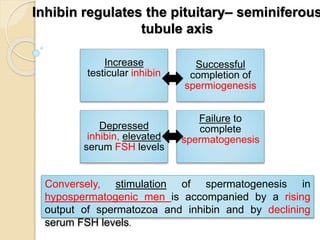 Testicular hormones | PPTX