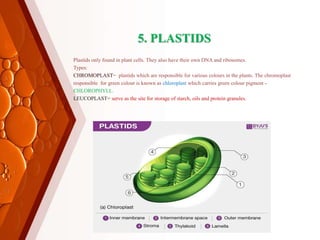 fundamental unit of life | PPTX