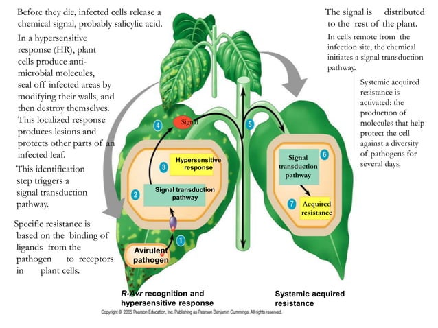 chapter 6 .plant disease resistance 5311285.ppt