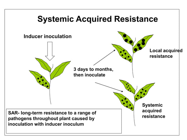 chapter 6 .plant disease resistance 5311285.ppt