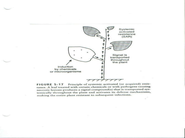 chapter 6 .plant disease resistance 5311285.ppt