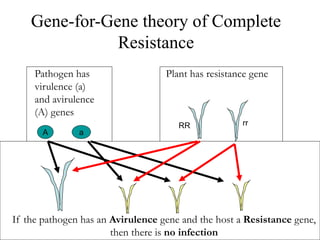 chapter 6 .plant disease resistance 5311285.ppt