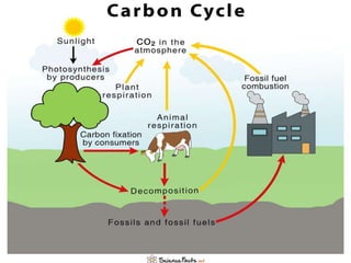 carbon and organic compounds chapter 6.pptx
