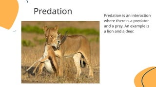 CHAPTER 6 ecology and biodiversity .pptx